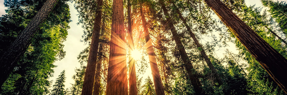 Ansvarlige fællesskaber